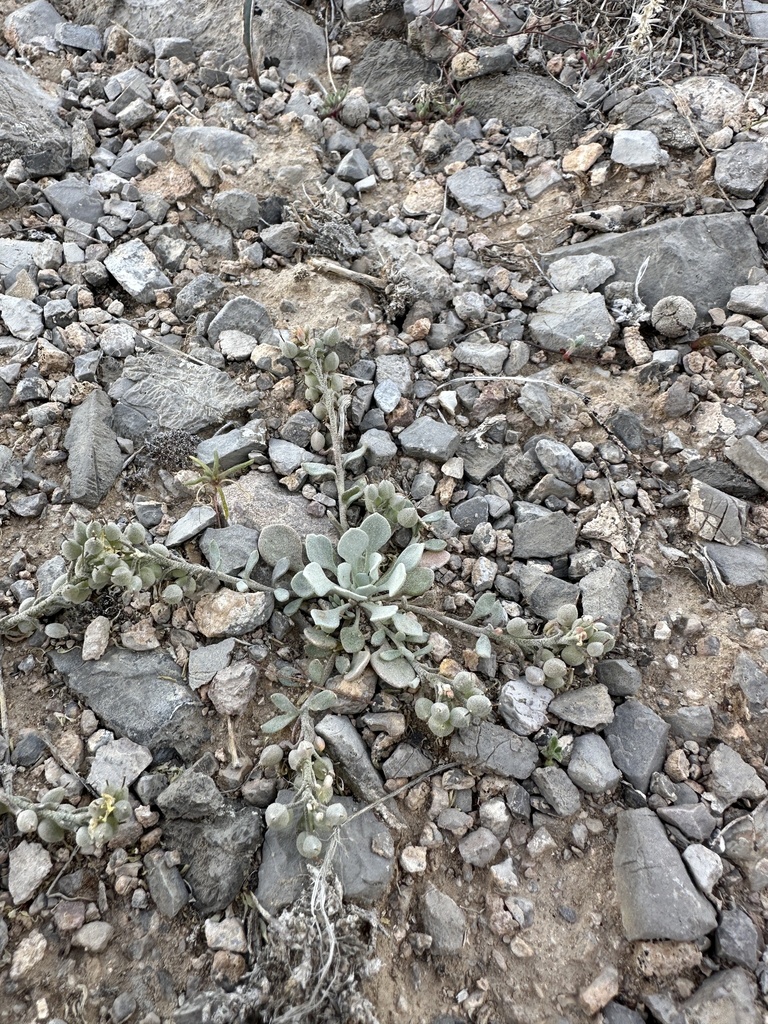 Ward's Bladderpod from Millard County, UT, USA on June 1, 2023 at 07:39 ...