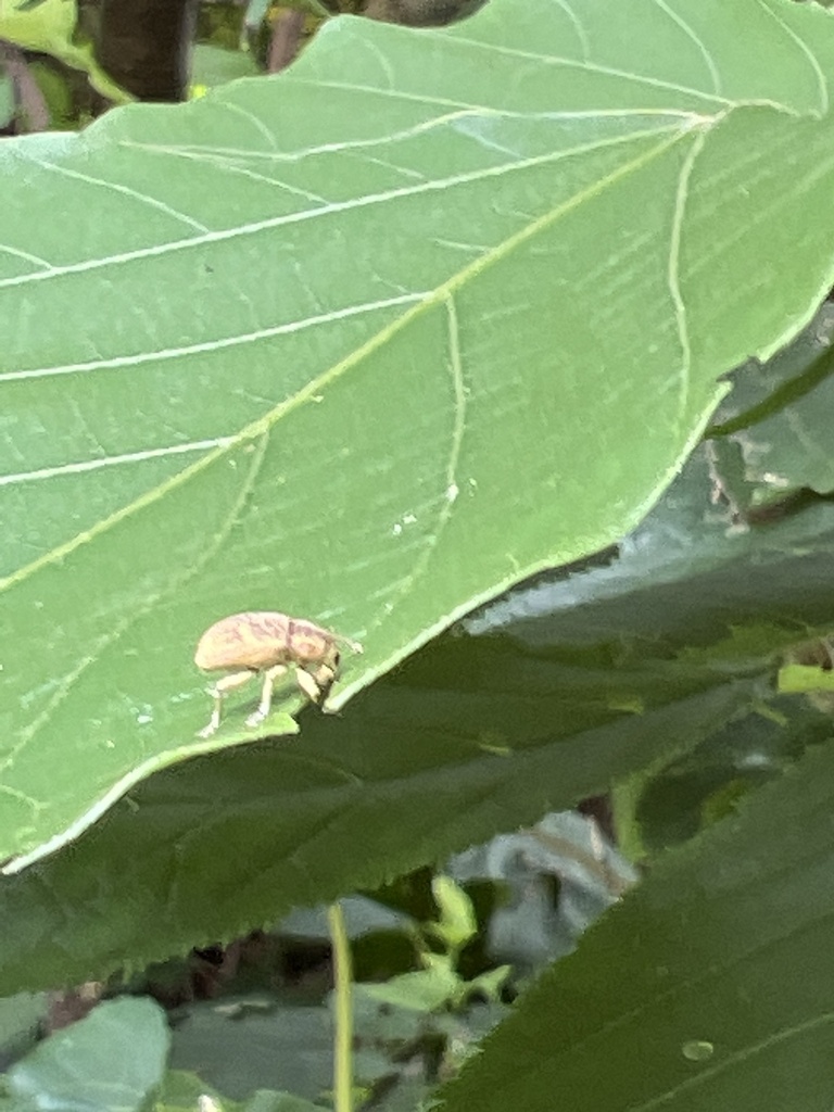 Eugnathus distinctus from 淡金路一段, 淡水區, TW on June 14, 2023 at 10:26 AM ...