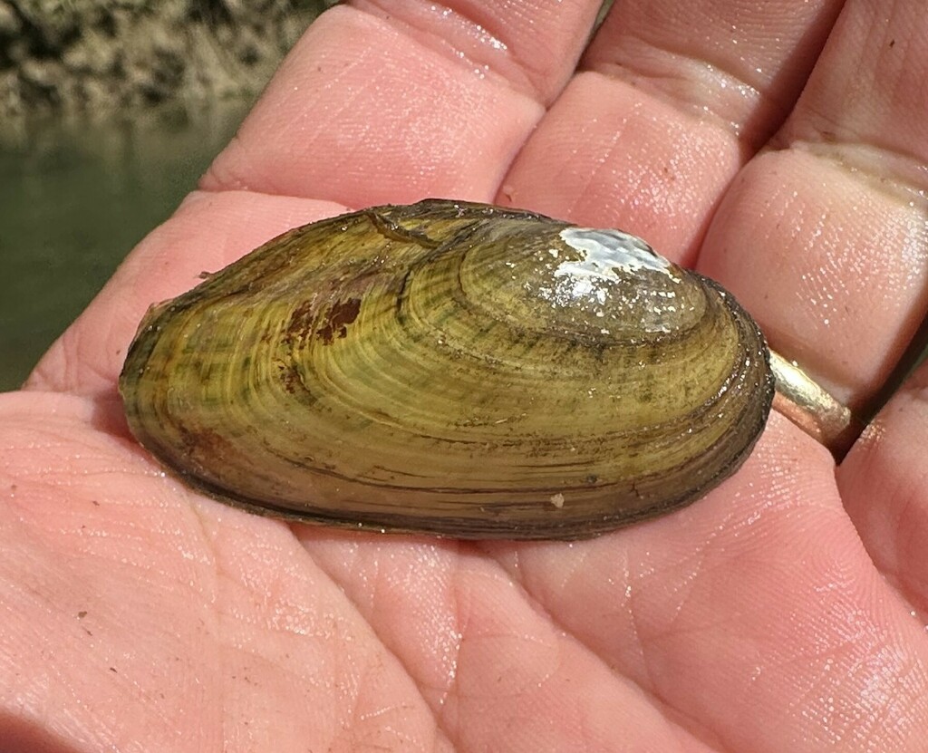 Rainbow Mussel from Paint Rock River, downstream of Co. Rd. 12, Jackson ...