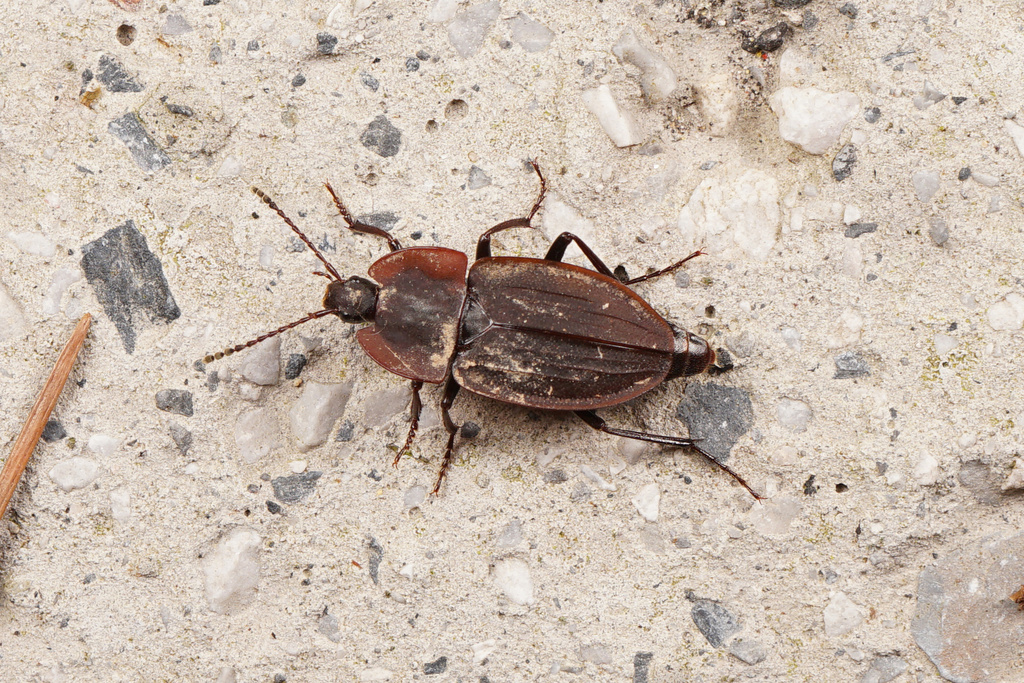 Silpha from 347国道, 湖北省, CN on June 14, 2023 at 10:17 AM by nnudwyane ...