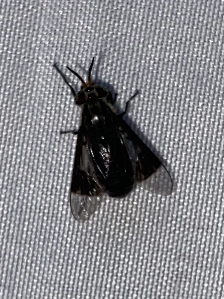Black Deer Fly from New Germany State Park, Grantsville, MD, US on June ...