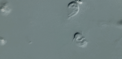 Metamonads (Metamonada)