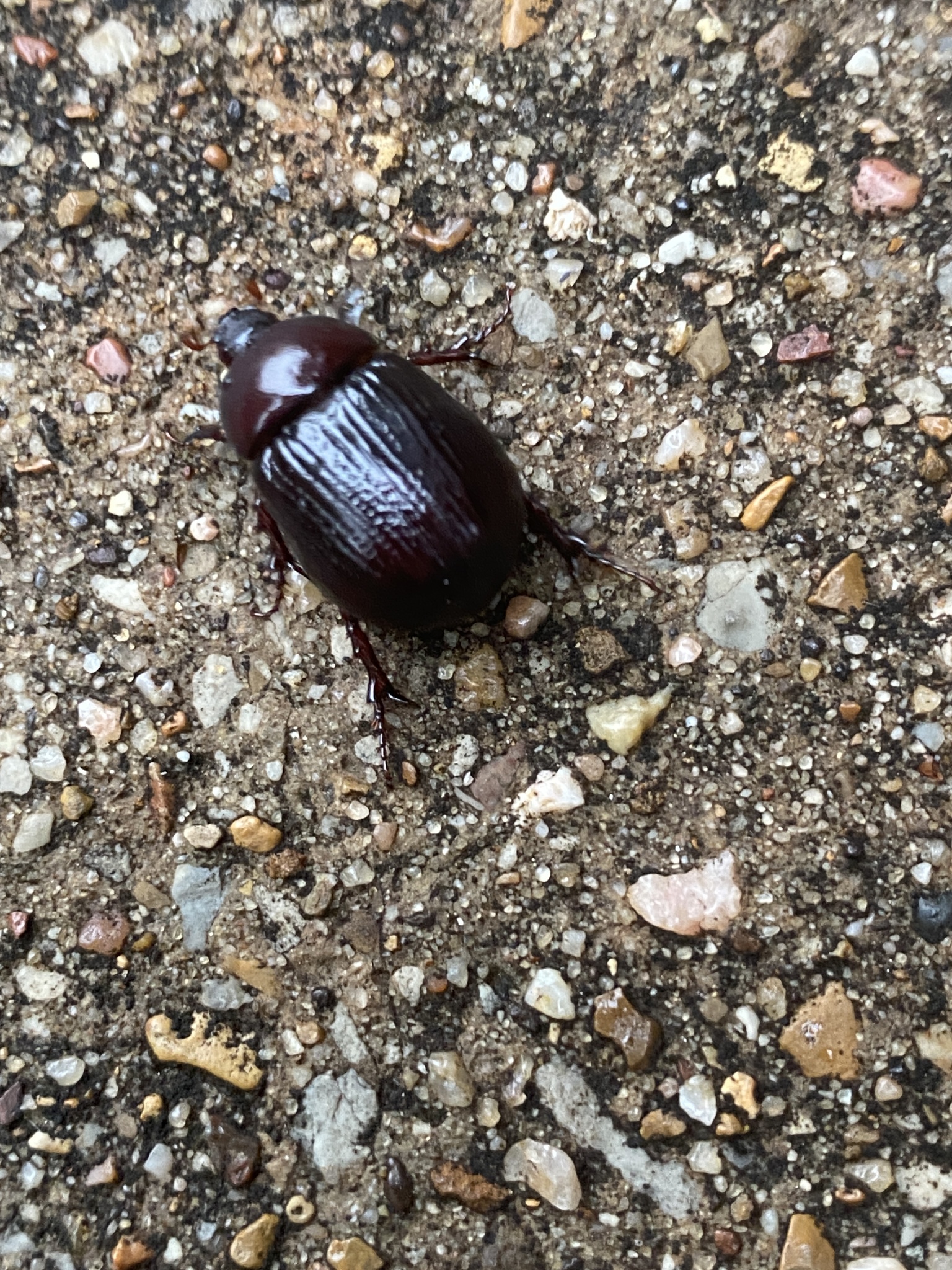 Aphonus texanus Gill & Howden, 1985