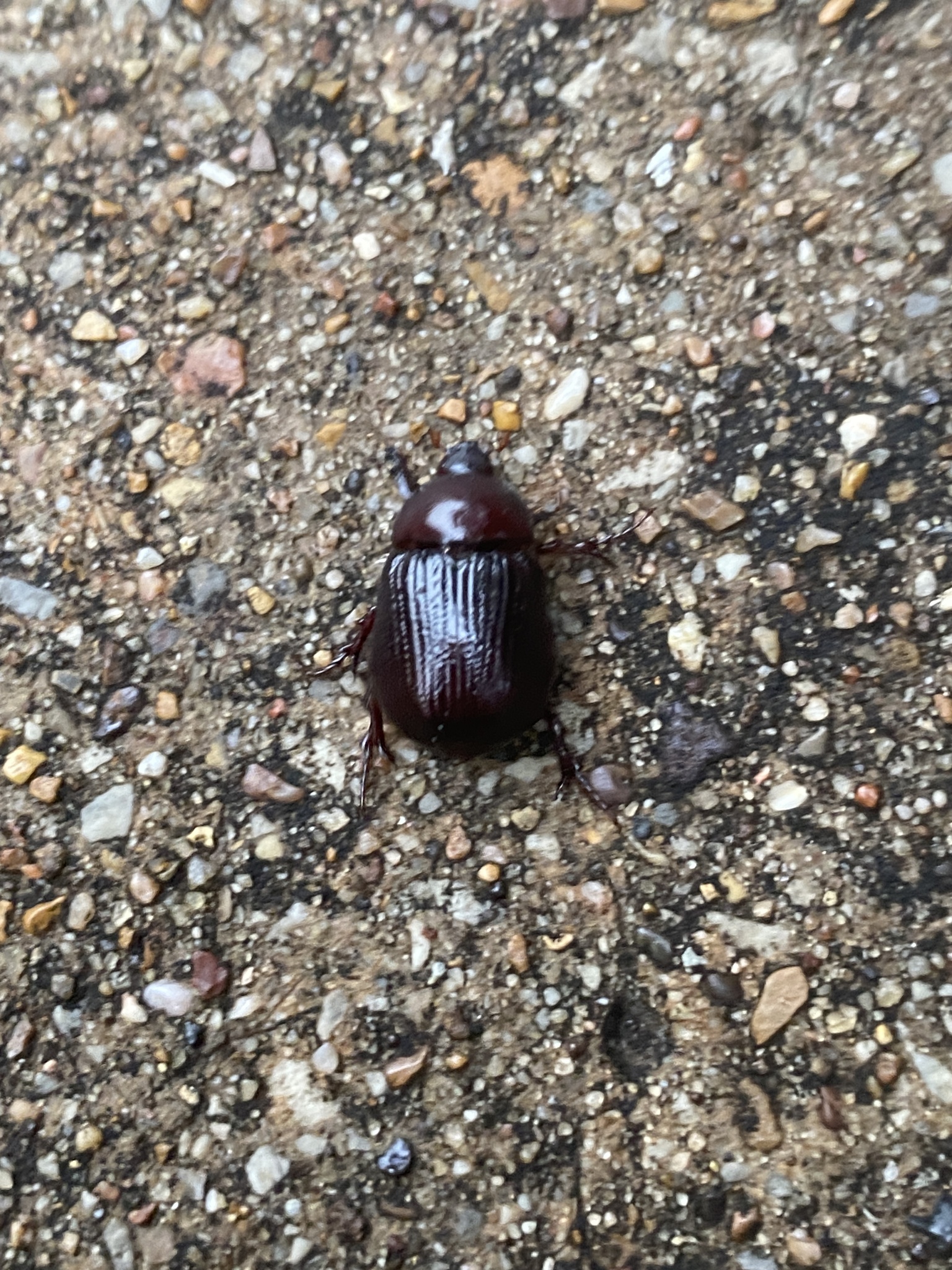 Aphonus texanus Gill & Howden, 1985