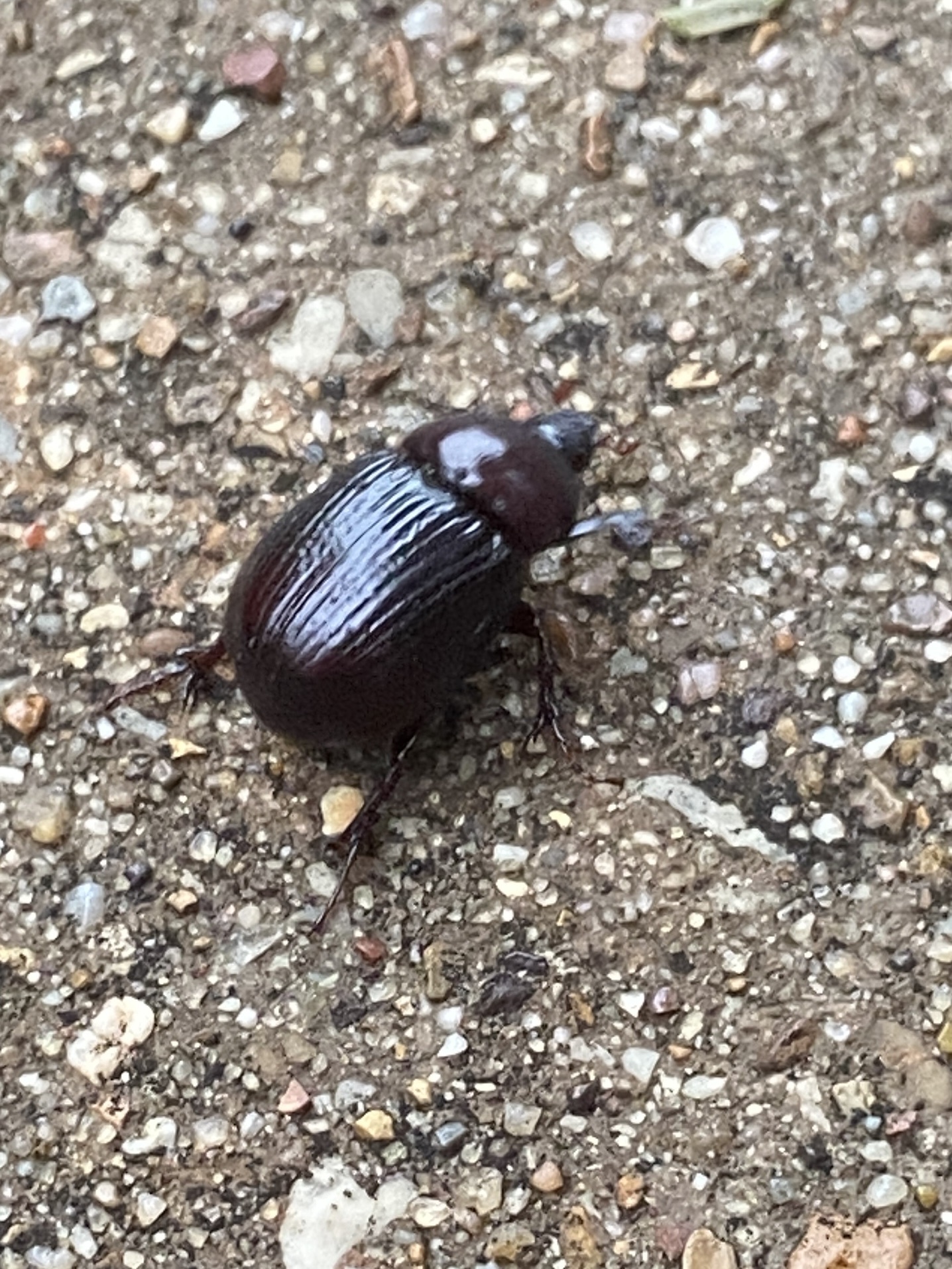 Aphonus texanus Gill & Howden, 1985