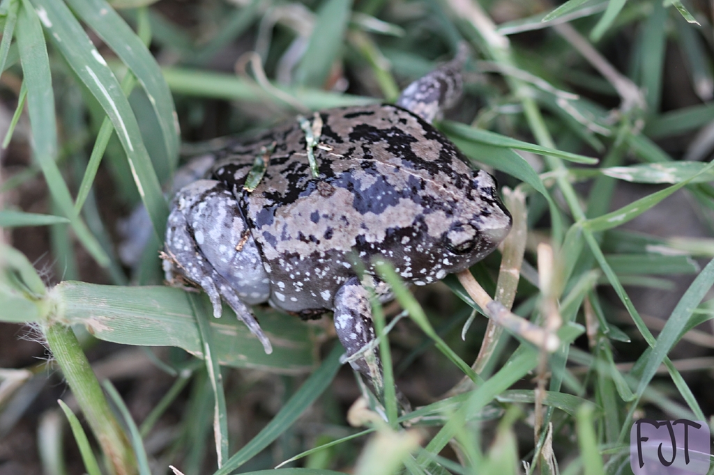 Sheep Frog from 38785 Gto., México on June 9, 2023 at 07:13 PM by ...