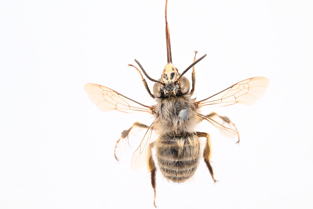 Asian Shaggy Digger Bee from 中国湖北省武汉市武昌区G9P7+CP8 邮政编码: 430072 on March ...