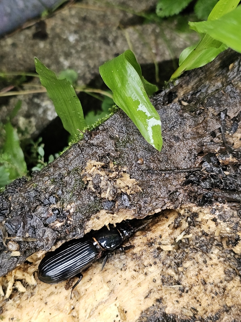 Beetles from Jaggan QLD 4885, Australia on March 19, 2023 at 11:25 AM ...