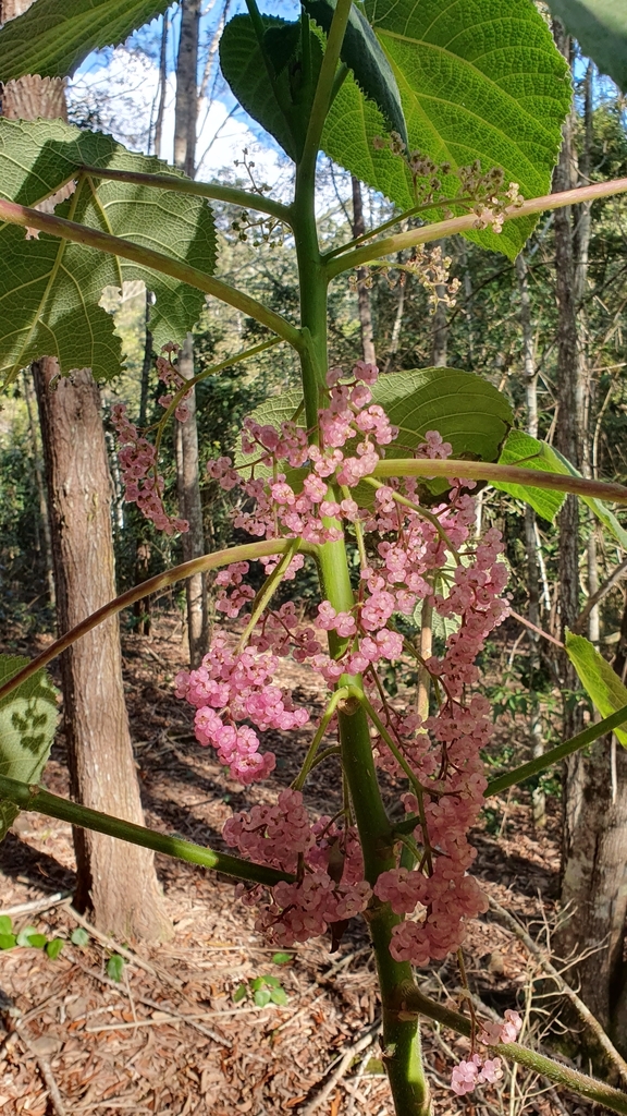 Gympie Stinging Tree from Numinbah Valley QLD 4211, Australia on June ...