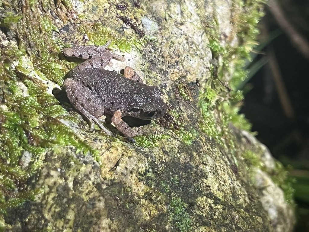 leaf-litter toad from 龙泉市, 丽水市, 浙江省, CN on June 13, 2023 at 02:42 AM by ...