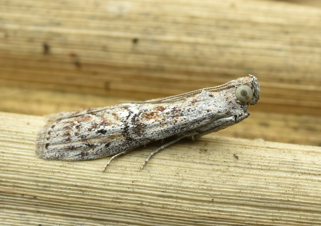 Protoetiella cryptadia from Rollingstone QLD 4816, Australia on June 12 ...