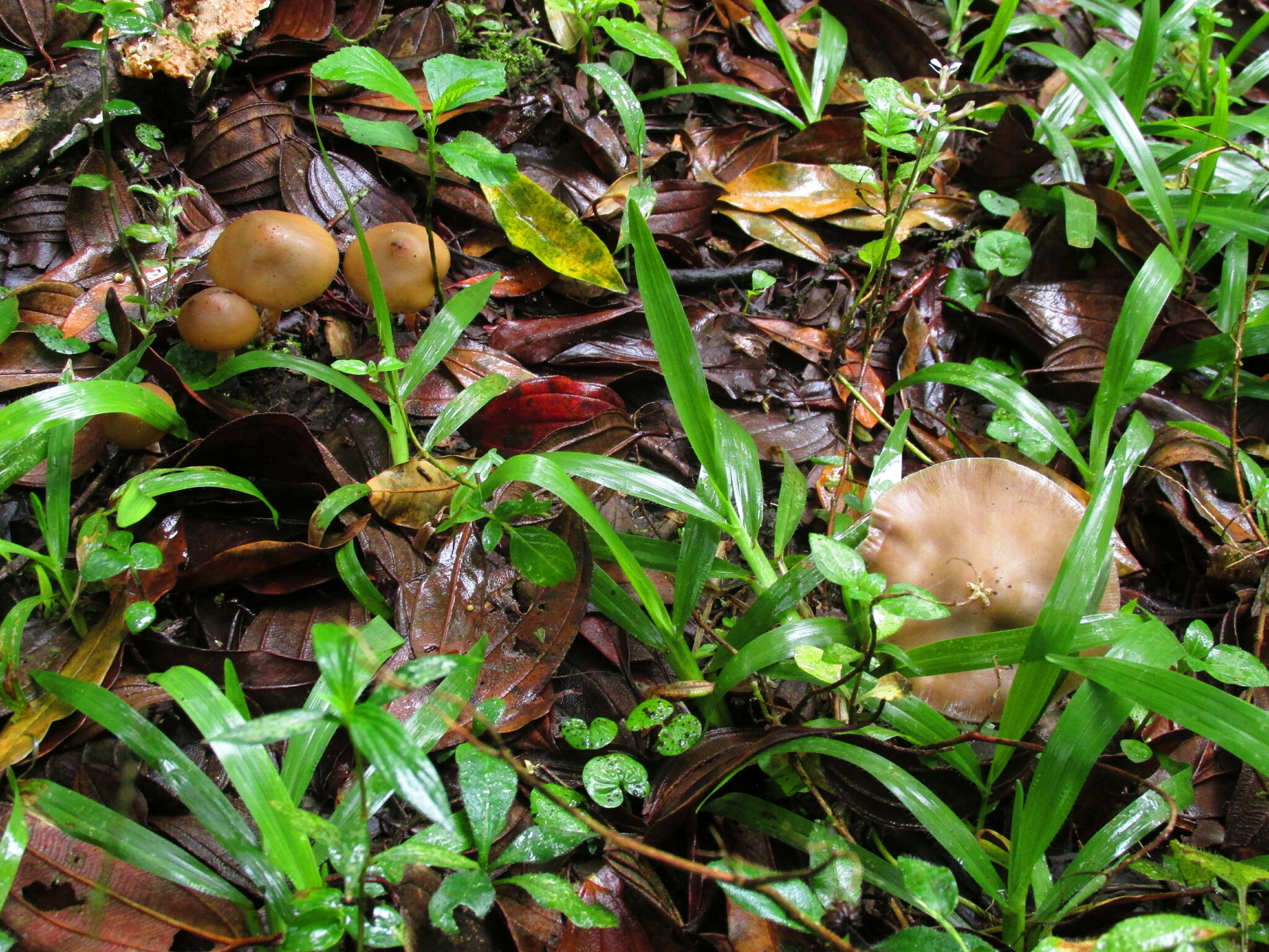 Psilocybe caerulescens Murrill