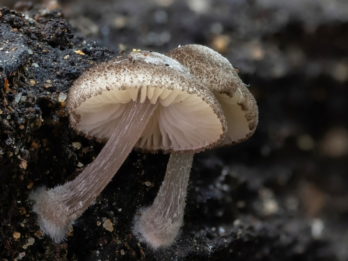 Complex Pluteus hispidulus · iNaturalist