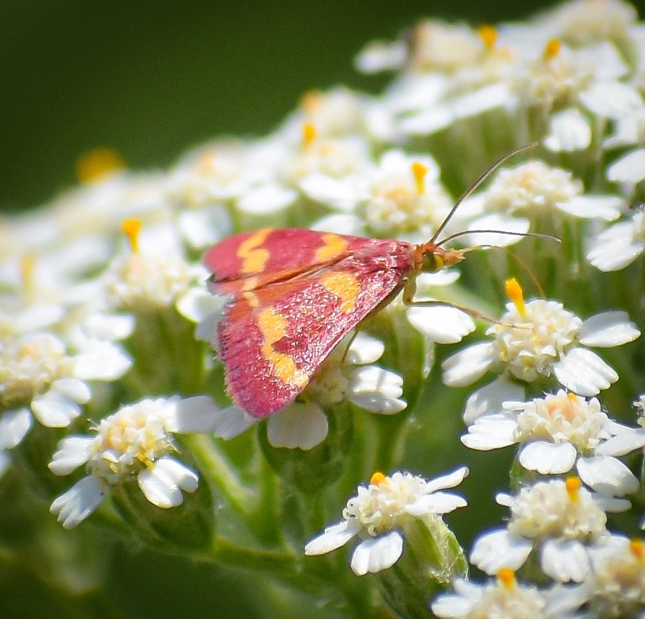 Coffee-loving Pyrausta Moth from Diamond, MO 64840, USA on June 3, 2023 ...