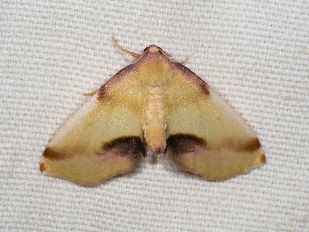 Lemon Plagodis Moth from Garrett County, MD, USA on June 9, 2023 at 11: ...