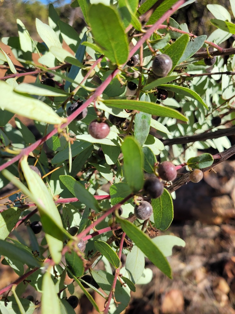 Blue Gwarrie from Waterberg District Municipality, South Africa on June ...