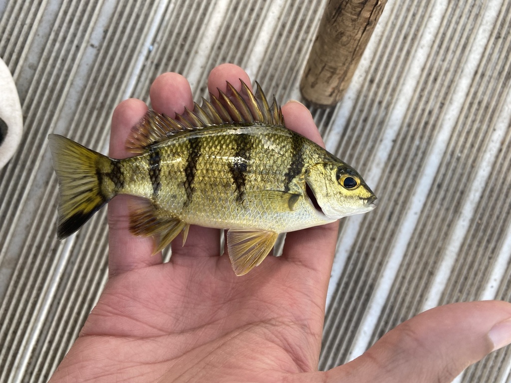 Barred Grunter from Ross River, Aitkenvale, QLD, AU on June 14, 2023 at ...