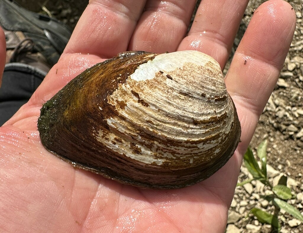 Tennessee Clubshell from Duck River, Lillard's Mill, Marshall County ...