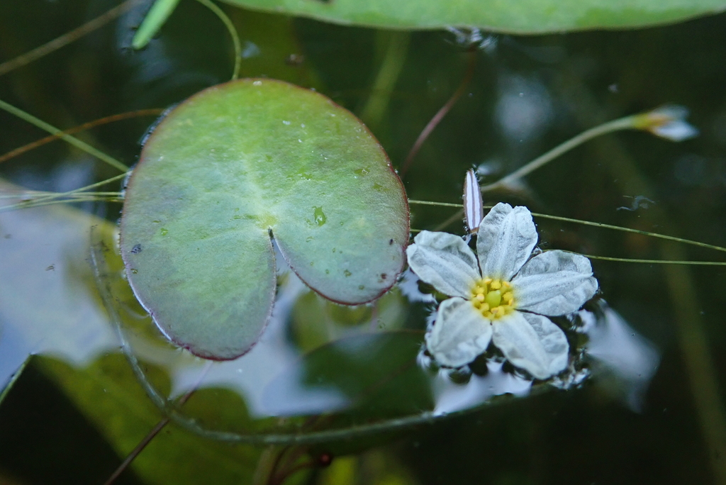 little floatingheart from Carroll County, NH, USA on July 5, 2018 at 06 ...