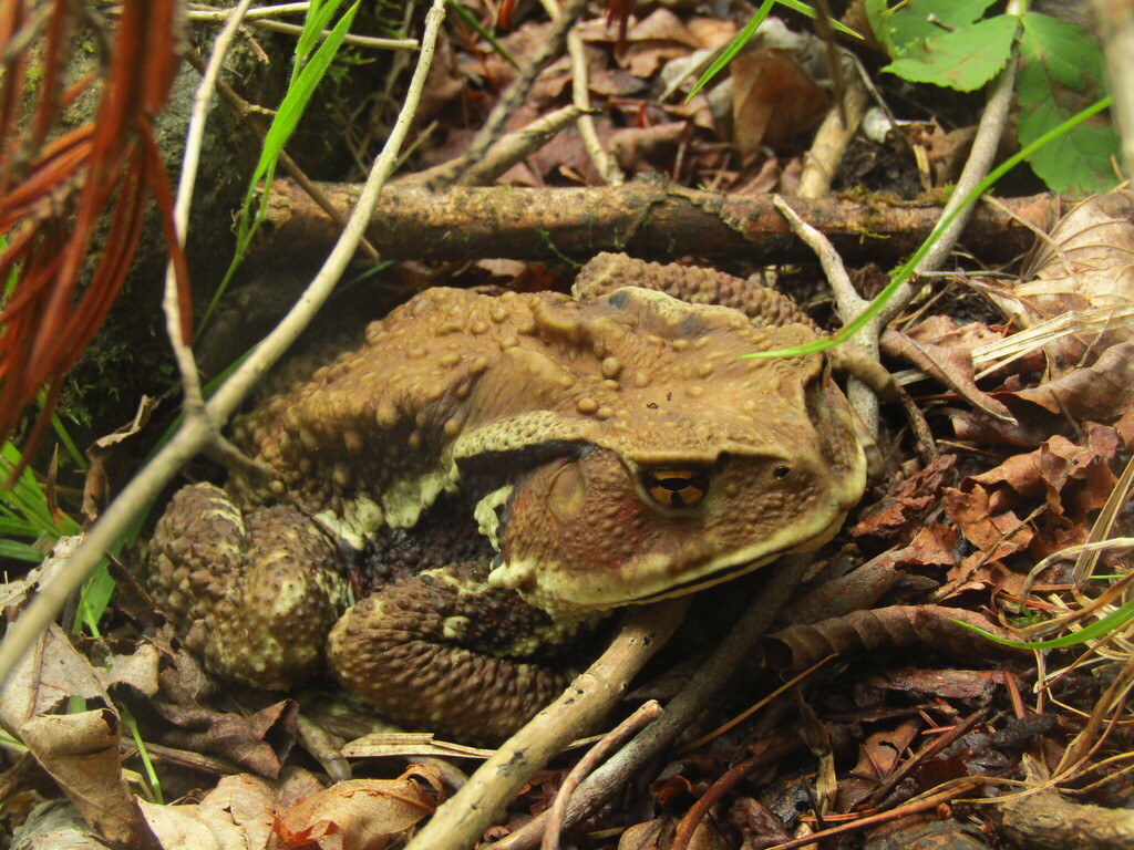 Western Japanese Common Toad from Besshiyama, Niihama, Ehime 799-0650 ...