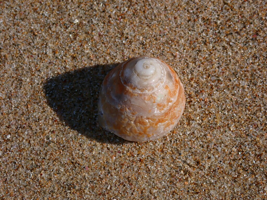 scaly small star from Urunga NSW 2455, Australia on May 14, 2023 at 12: ...