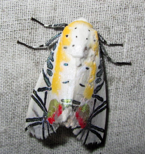 género Baorisa · NaturaLista Colombia