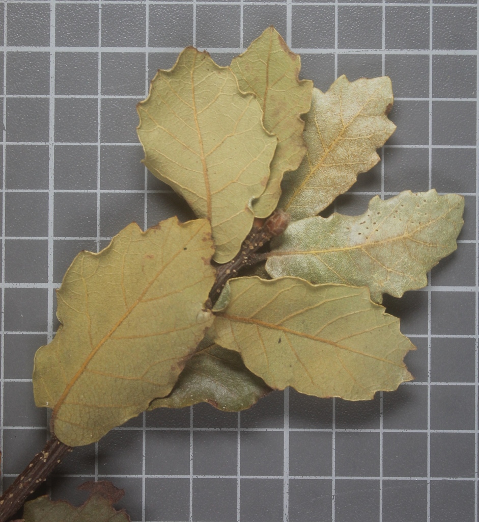 (Quercus praeco) - Botanical Realm