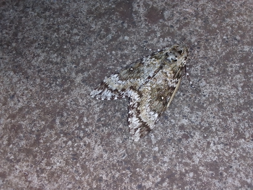 Rustic Sphinx from 7M5M+QG4, Puerto Ayora, Ecuador on May 28, 2023 at ...