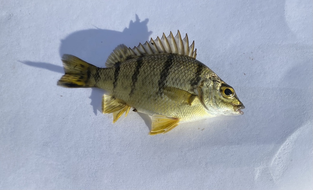 Barred Grunter from Ross River, Thuringowa Central, QLD, AU on June 14 ...