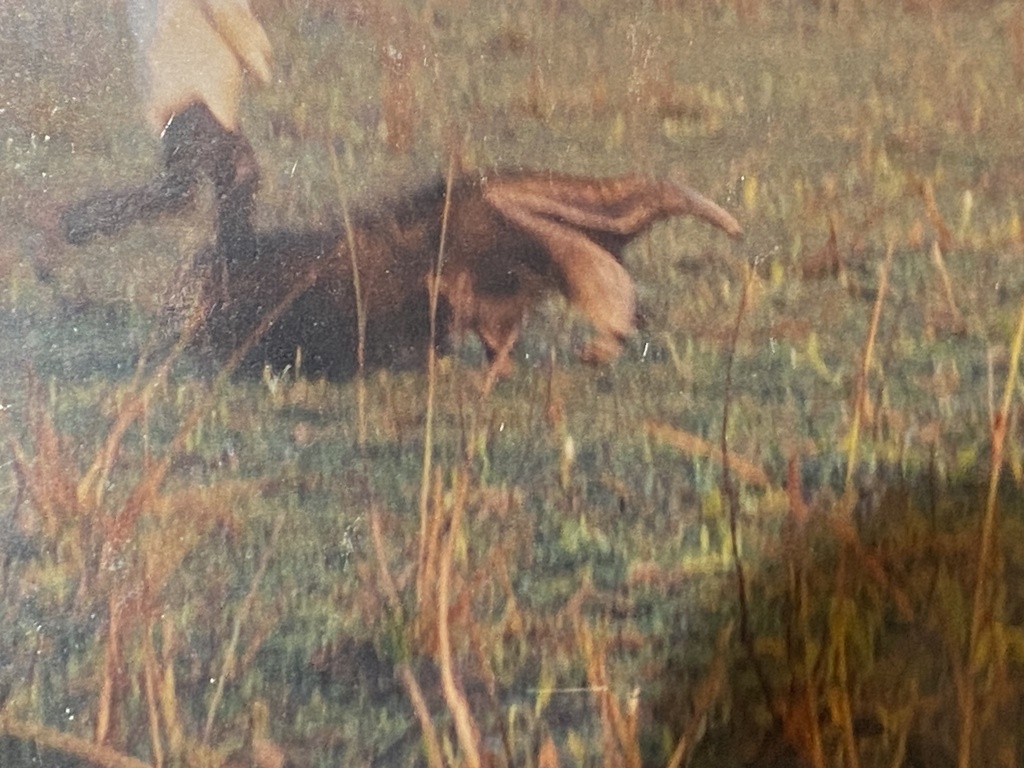 Giant Anteater in July 1999 by joescience1 · iNaturalist