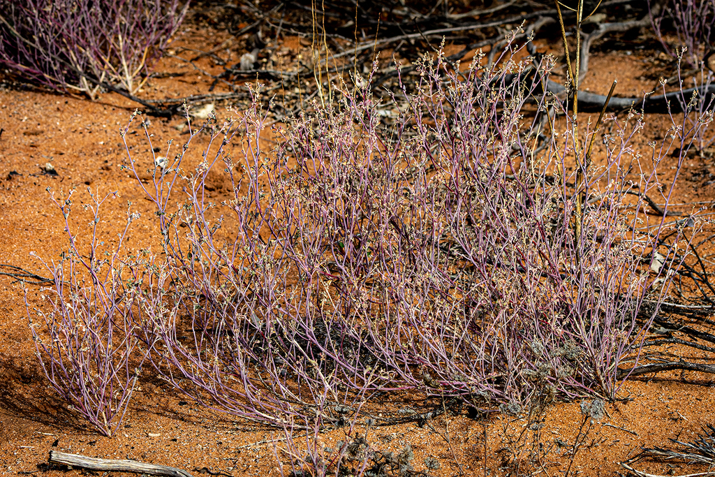 bladder saltbush from Gluepot SA 5417, Australia on June 3, 2023 at 01: ...