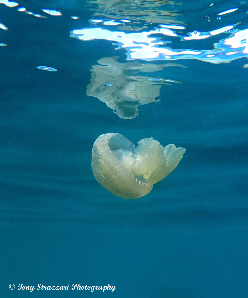 Blue Blubber Jelly from The Arch dive site Moon Island on June 11, 2023 ...