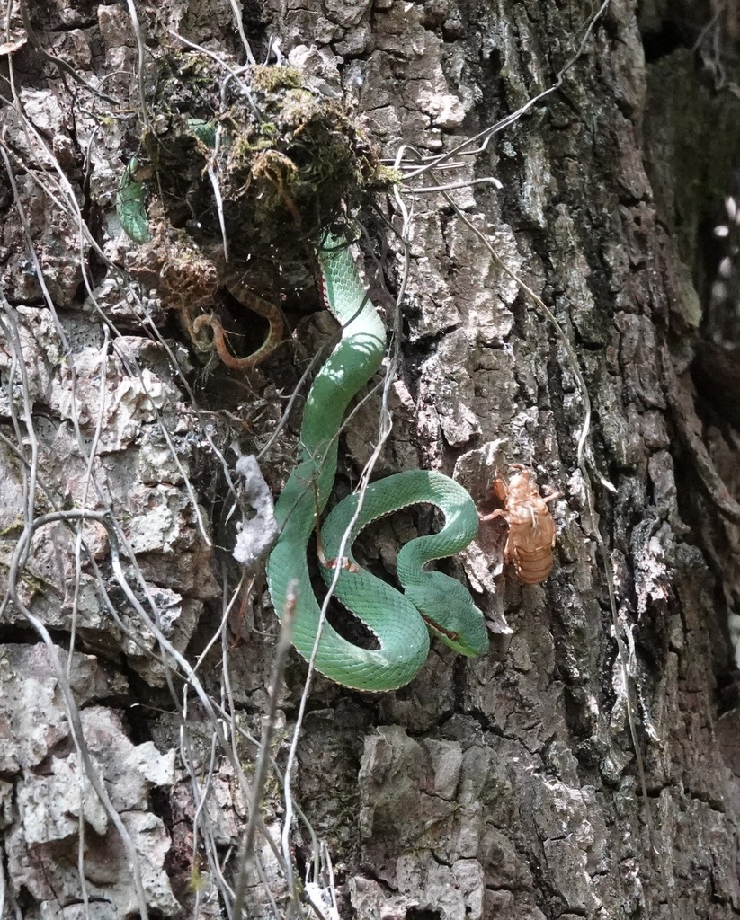 Pope’s Tree Viper from Doi Inthanon NP on May 11, 2023 at 12:16 PM by ...