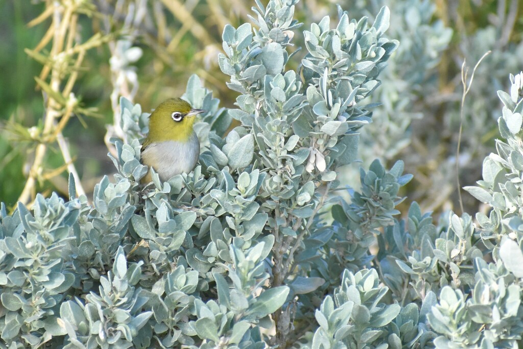 Silvereye from Rottnest Island WA 6161, Australia on June 14, 2023 at ...