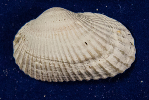 Transverse Ark Clam (Marine Shells of Fort Pickens, Gulf Islands ...
