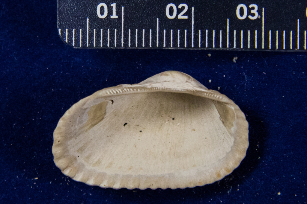 Transverse Ark Clam (Marine Shells of Fort Pickens, Gulf Islands ...