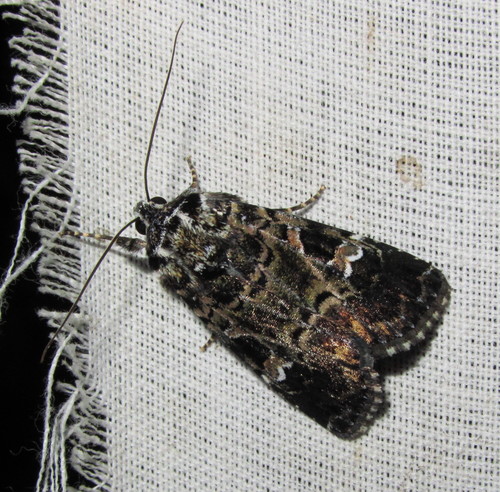 Genus Neurois · iNaturalist