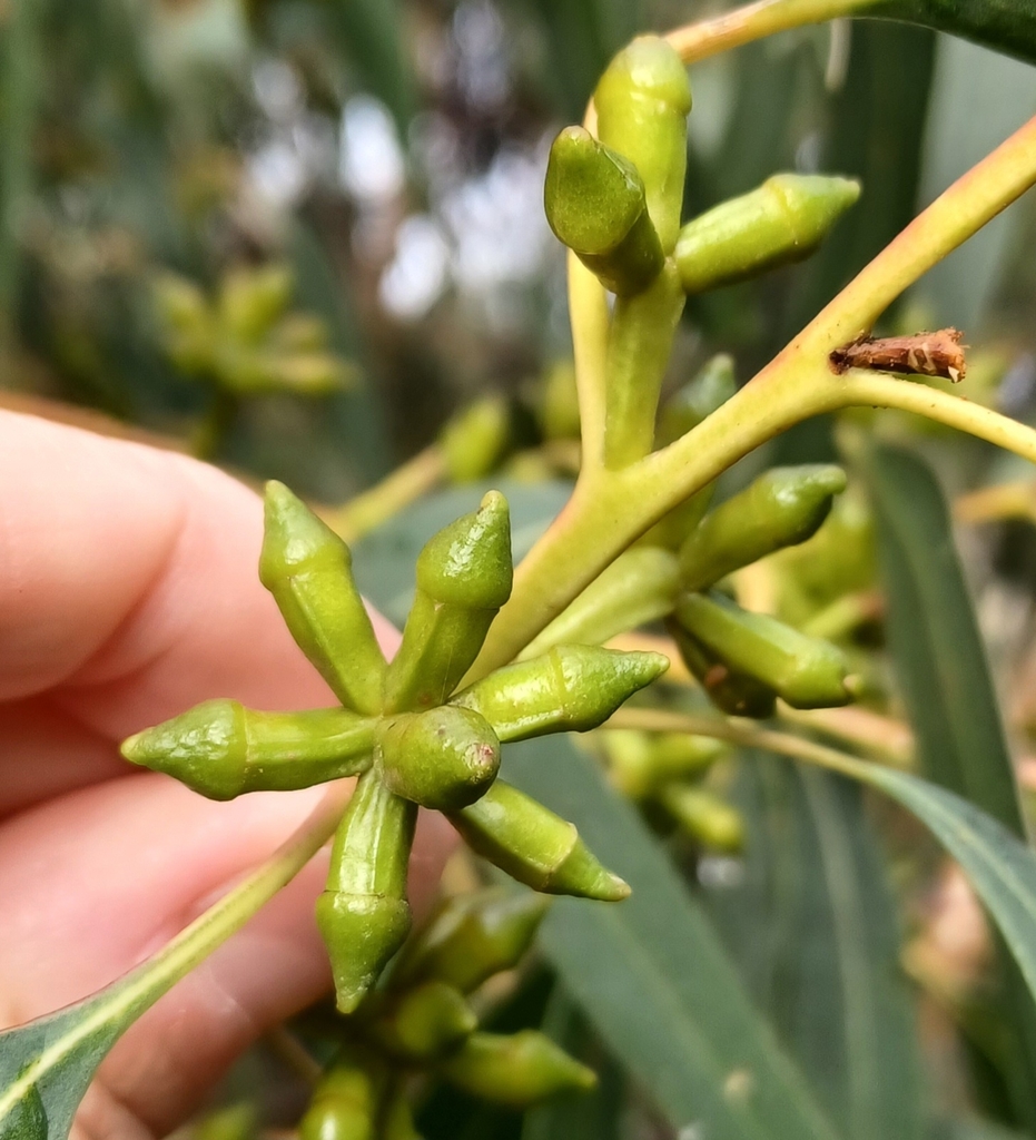 mountain grey gum from Laharum VIC 3401, Australia on June 14, 2023 at ...