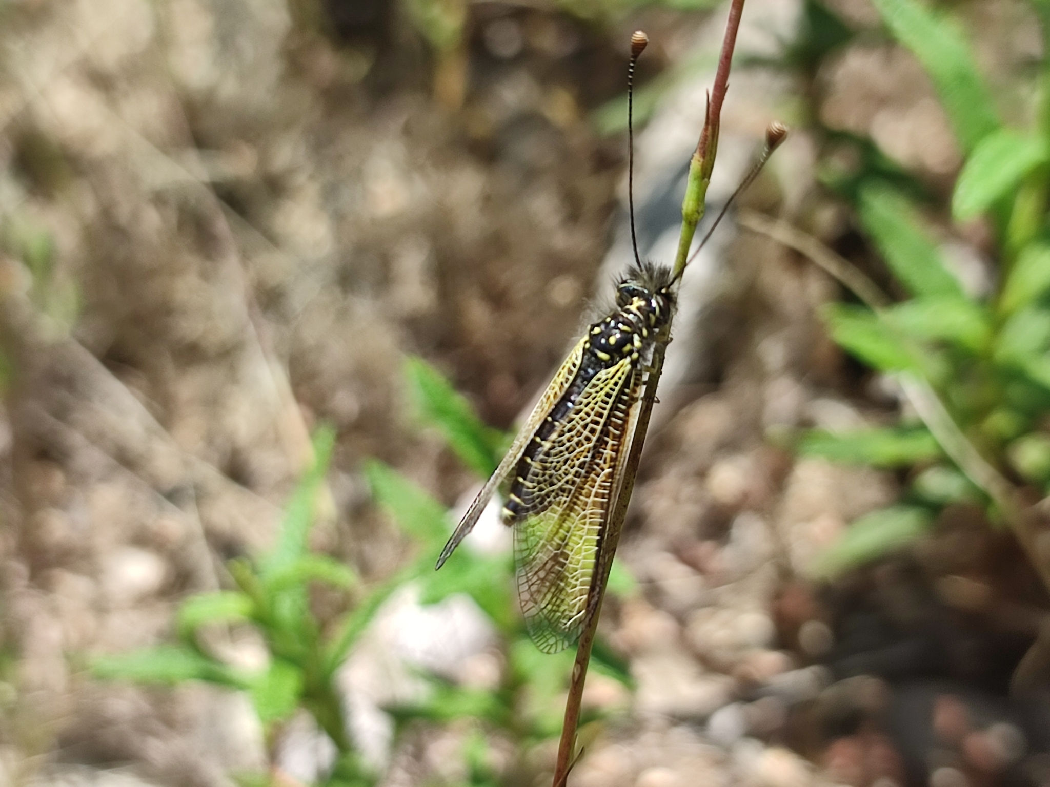 Libelloides ictericus (Charpentier, 1825)