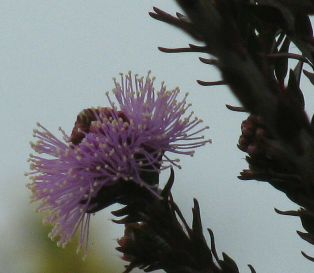 swamp honey-myrtle from South Bruny TAS 7150, Australia on September 24 ...