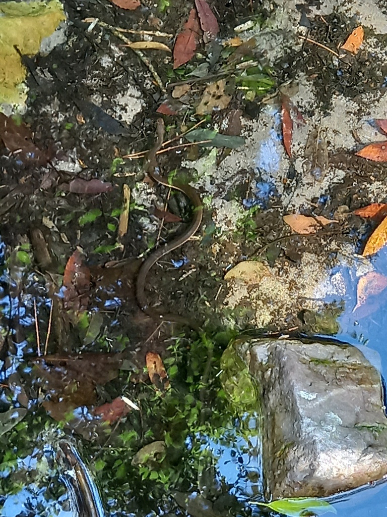 Common Brown Water Snake from Table Mountain National Park, Cape Town ...