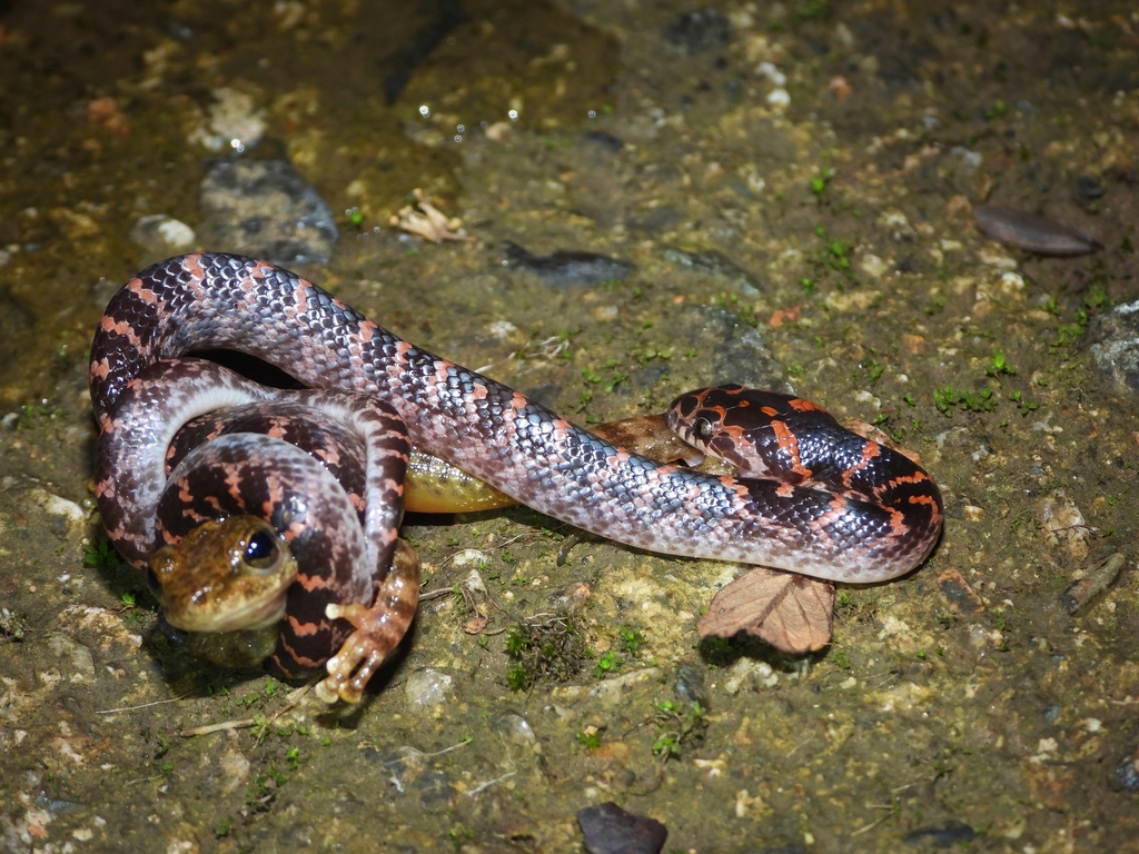 Red-banded Snake from 中国黄山市黄山区 on June 8, 2023 at 10:09 PM by Shuangqi ...
