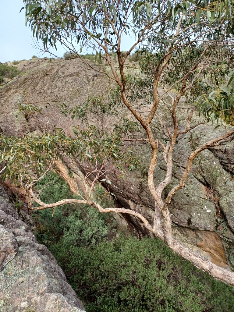 Long-leaved Box from Grampians National Park, N. Grampians - Stawell ...