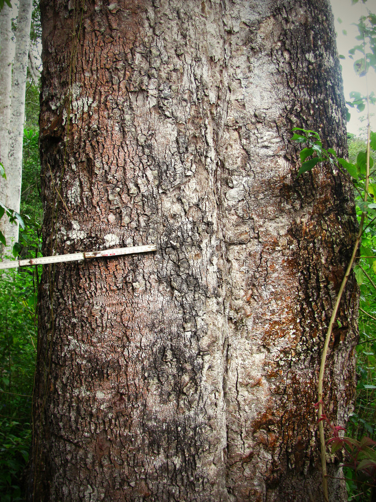 Guinea Plum (Parinari excelsa) - Botanical Realm