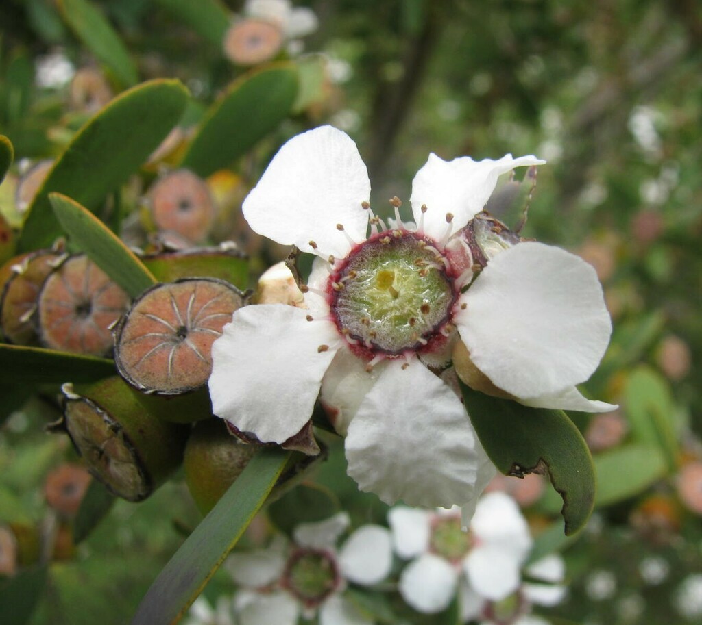 Australian Tea Tree from Port Arthur TAS 7182, Australia on October 1 ...
