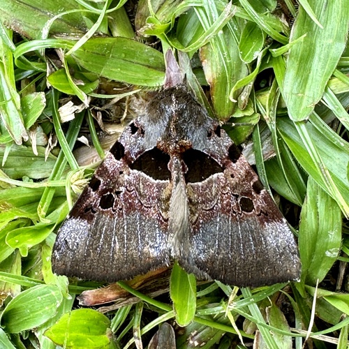 Avatha pratti · iNaturalist