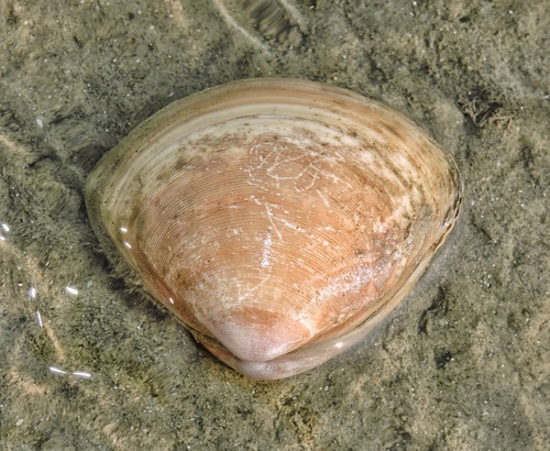 Geloina bengalensis · iNaturalist