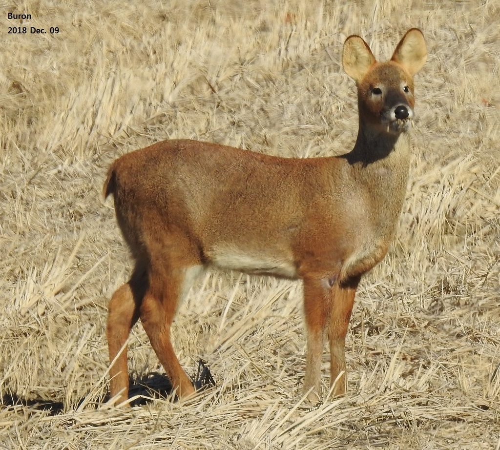 Korean Water Deer in December 2018 by Alexander Ganse · iNaturalist