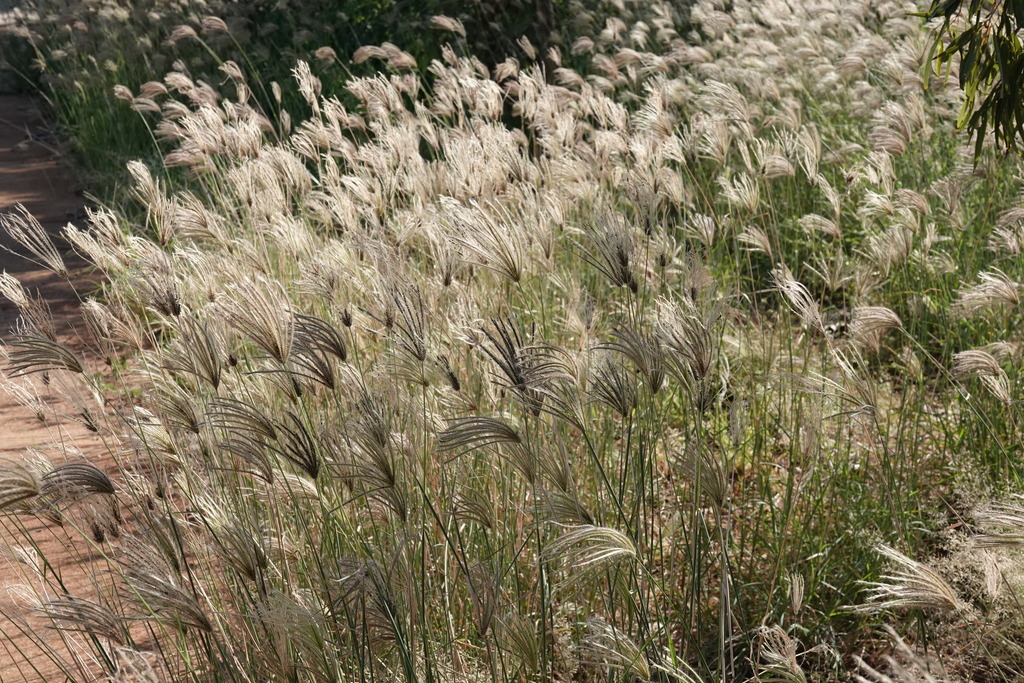 Finger Grass from Broome WA, Australia on April 29, 2023 at 10:09 AM by ...