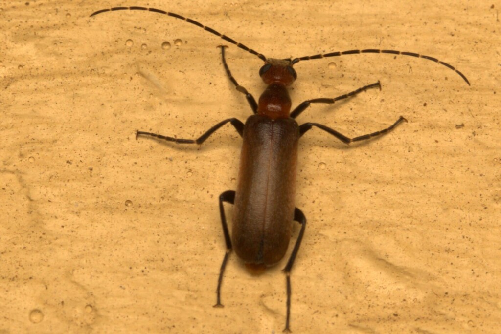 Beetles from Lota QLD 4179, Australia on June 14, 2023 at 07:45 PM by ...